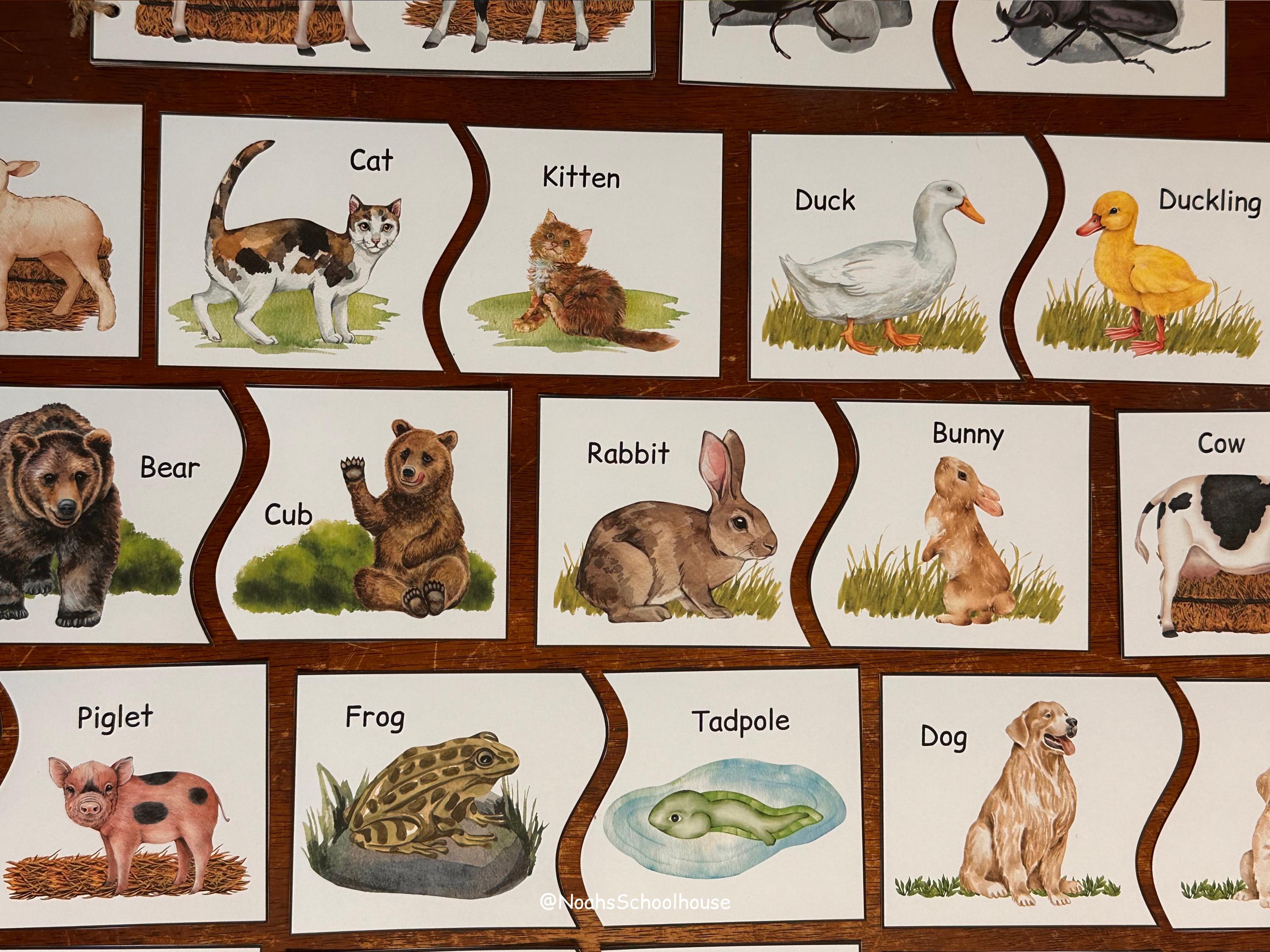 Printable Adult Animals and Their Young Flashcards | Matching Activity ...