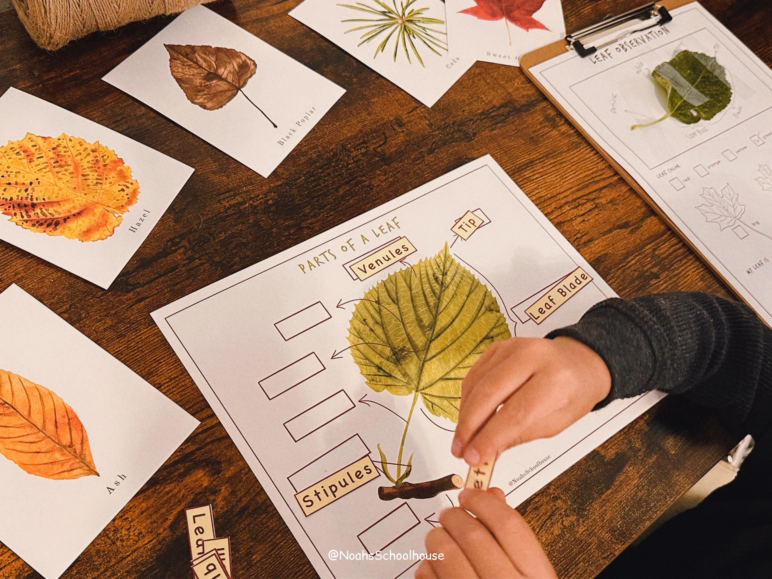 Printable Leaf Unit Study | Nature Study | Kids Botany | Homeschool - Etsy