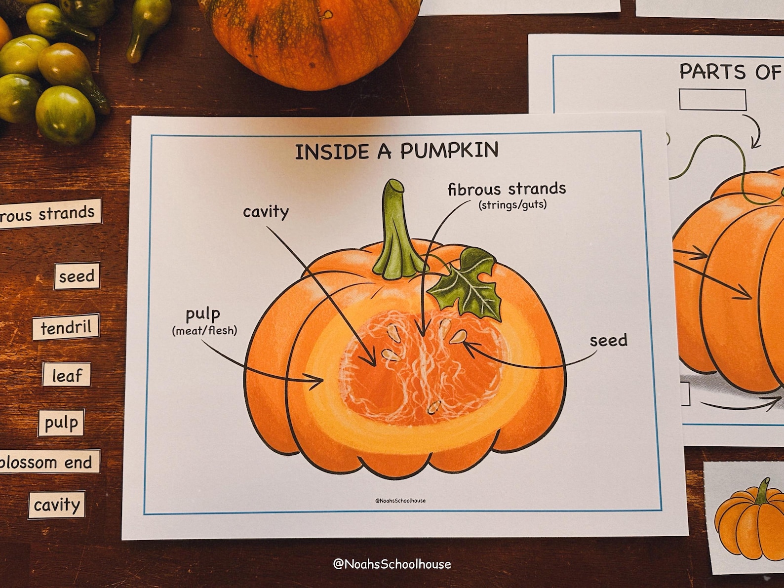 Printable Anatomy of a Pumpkin | Unit Study | Homeschool | Fall Study ...