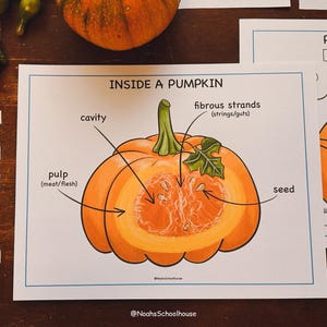Printable Anatomy of a Pumpkin | Unit Study | Homeschool | Fall Study ...