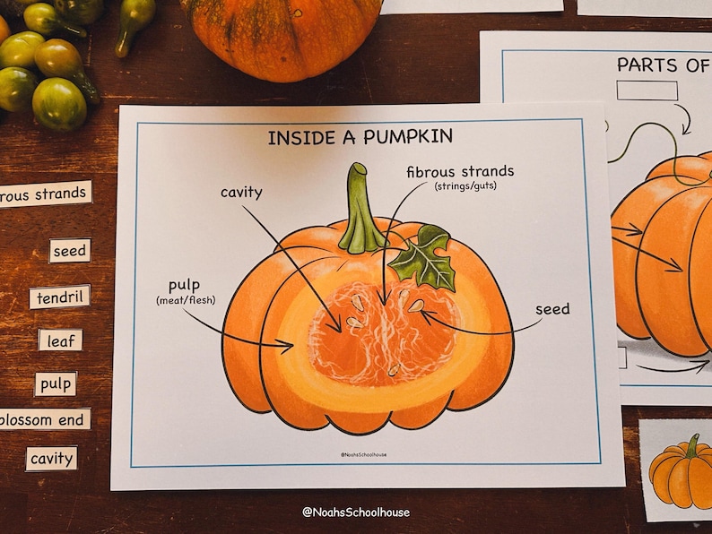 Printable Anatomy of a Pumpkin | Unit Study | Homeschool | Fall Study ...