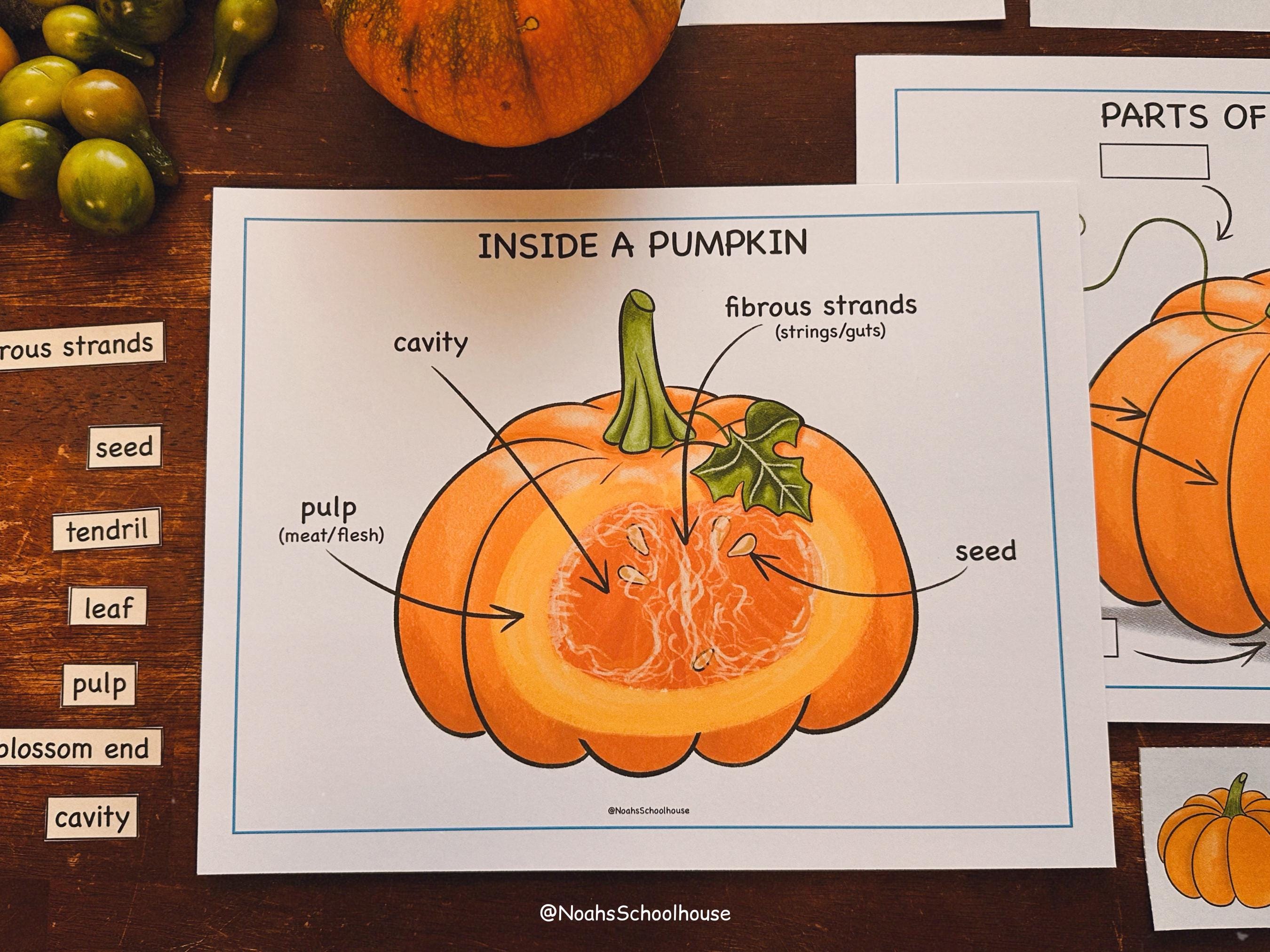 Printable Anatomy of a Pumpkin | Unit Study | Homeschool | Fall Study ...