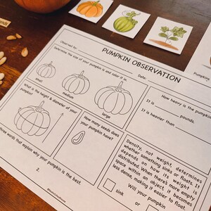 Printable Anatomy of a Pumpkin | Unit Study | Homeschool | Fall Study ...