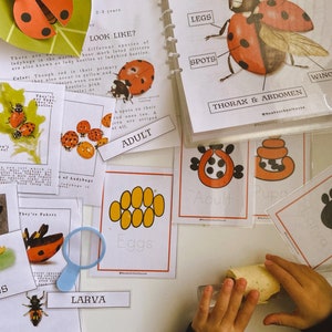 Printable Ladybug Unit Study | Homeschool - Etsy