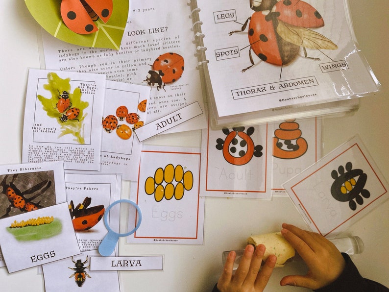 Printable Ladybug Unit Study | Homeschool - Etsy