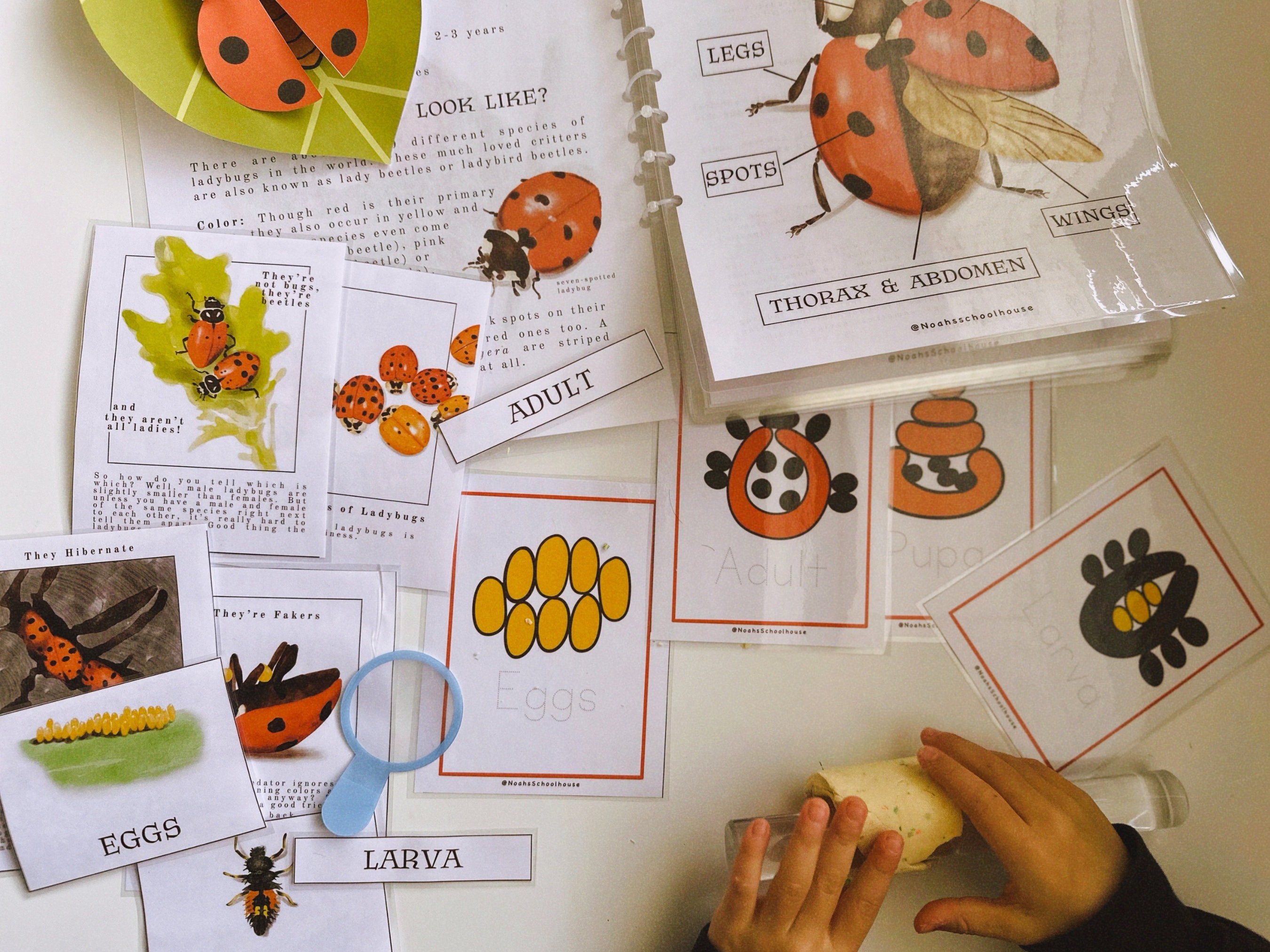 Printable Ladybug Unit Study Homeschool - Etsy
