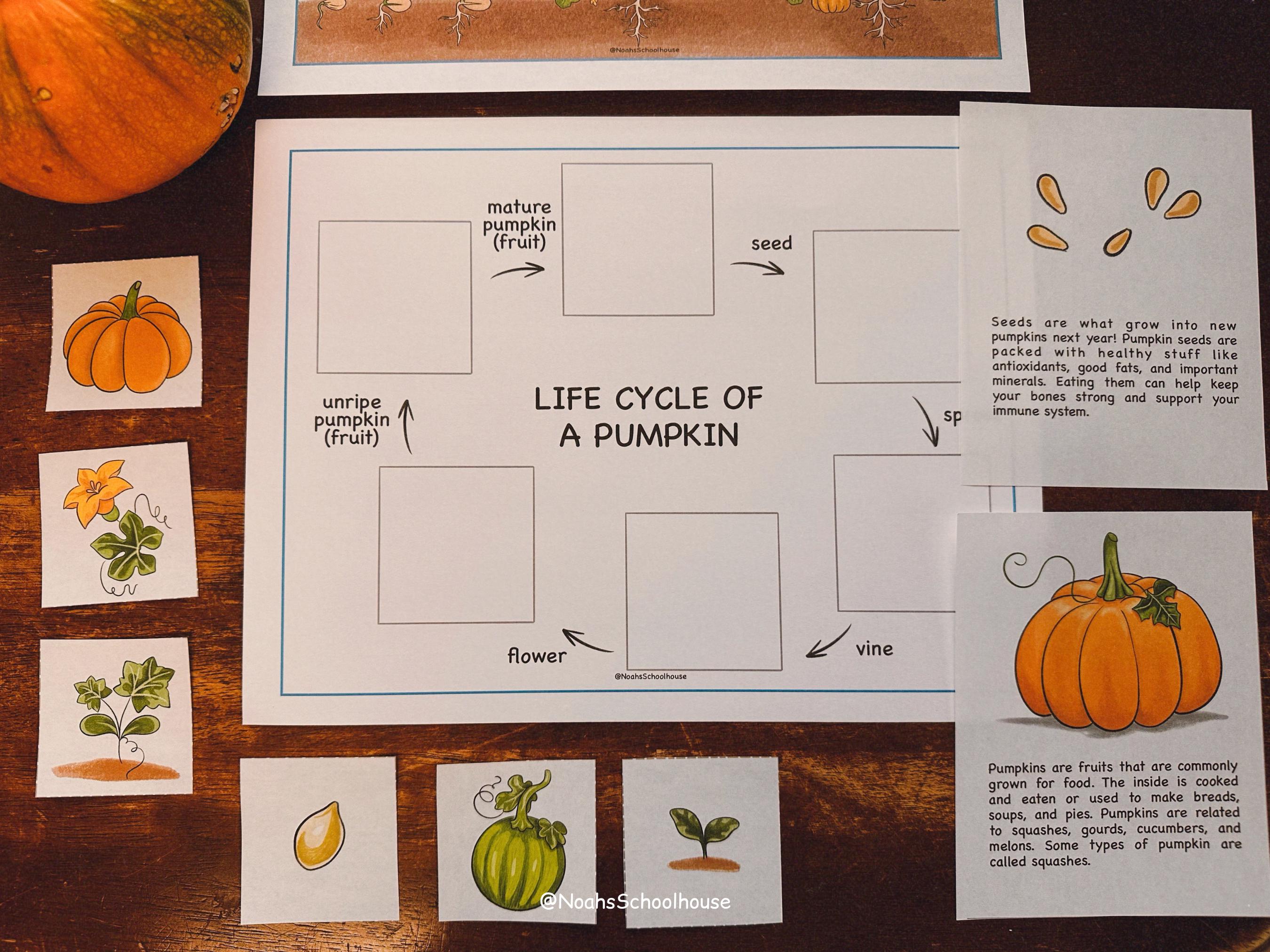 Printable Anatomy of a Pumpkin | Unit Study | Homeschool | Fall Study ...