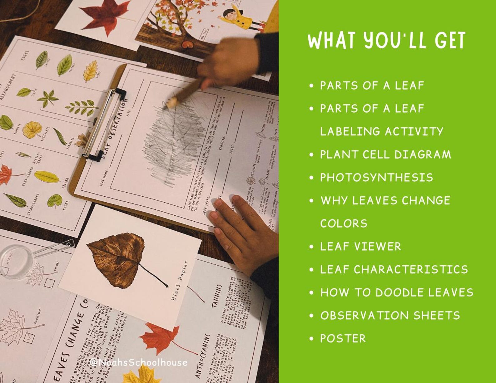 Printable Leaf Unit Study | Nature Study | Kids Botany | Homeschool - Etsy