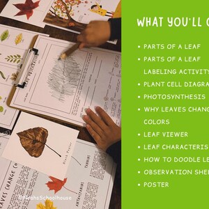 Printable Leaf Unit Study | Nature Study | Kids Botany | Homeschool - Etsy