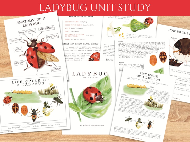 Printable Ladybug Unit Study | Homeschool - Etsy