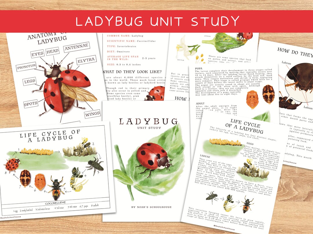Printable Ladybug Unit Study Homeschool - Etsy