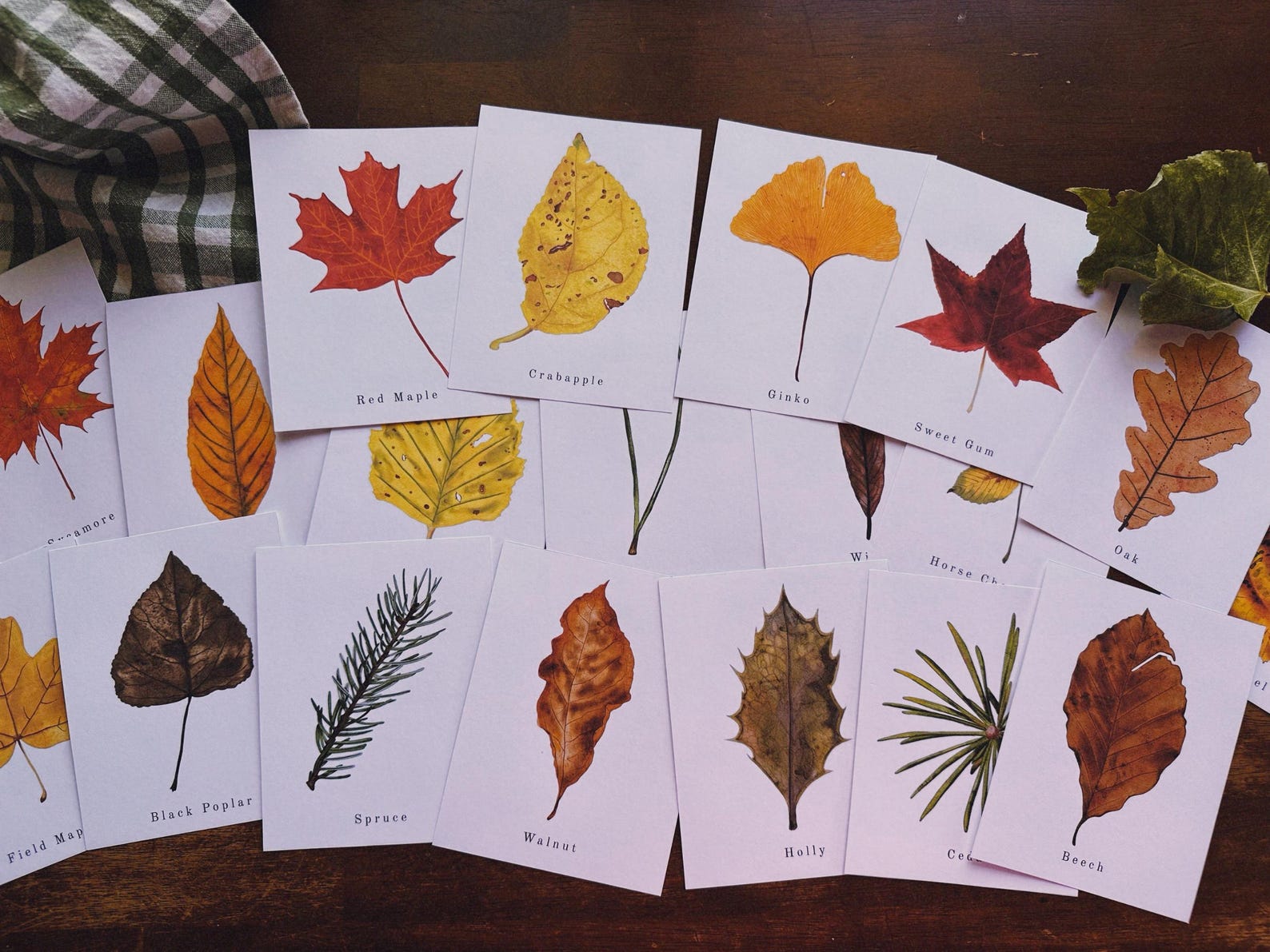 Printable Autumn Leaves Flashcards | Watercolor Leaves Flashcards ...