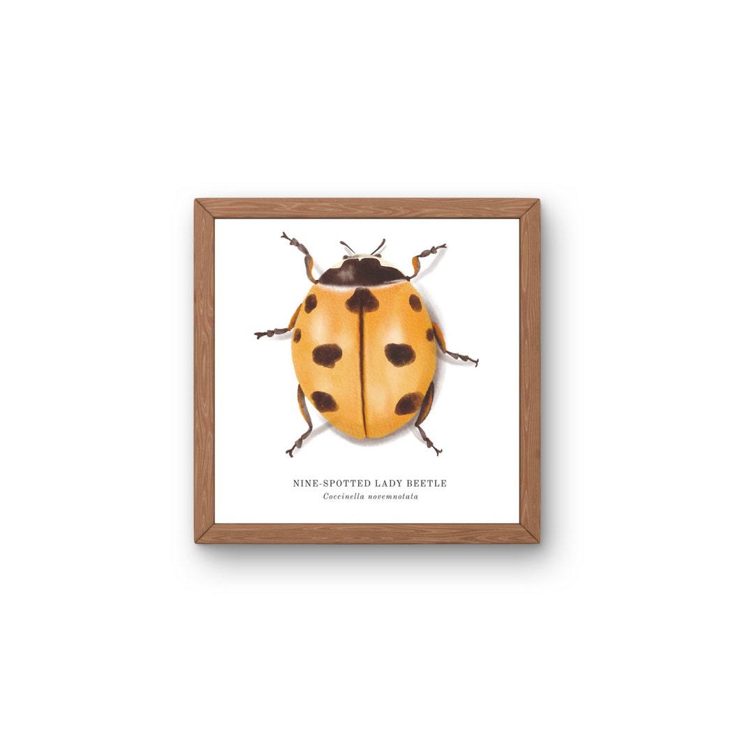 Printable Nine Spotted Lady Beetle, Classroom Posters, Kids Room Decor ...