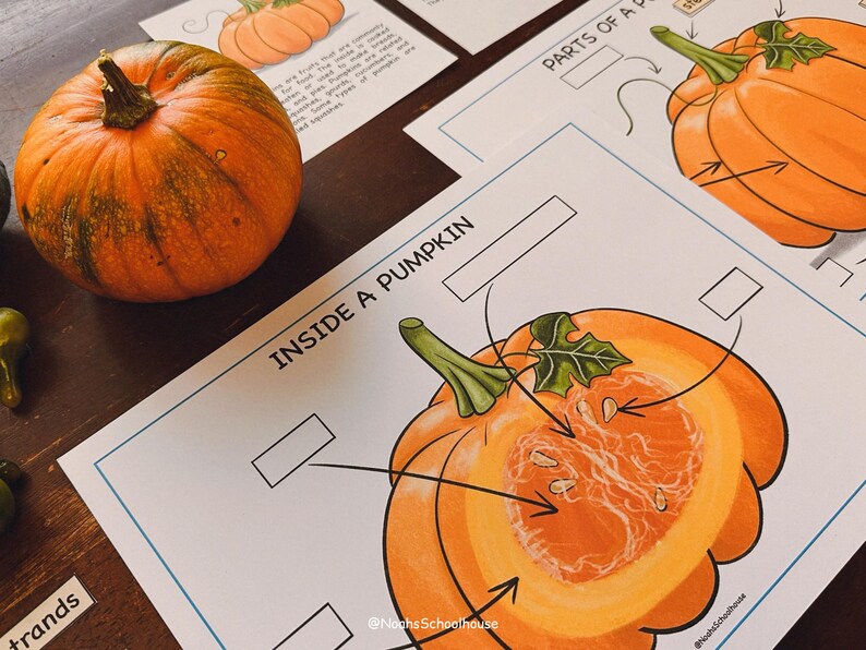 Printable Anatomy of a Pumpkin | Unit Study | Homeschool | Fall Study ...