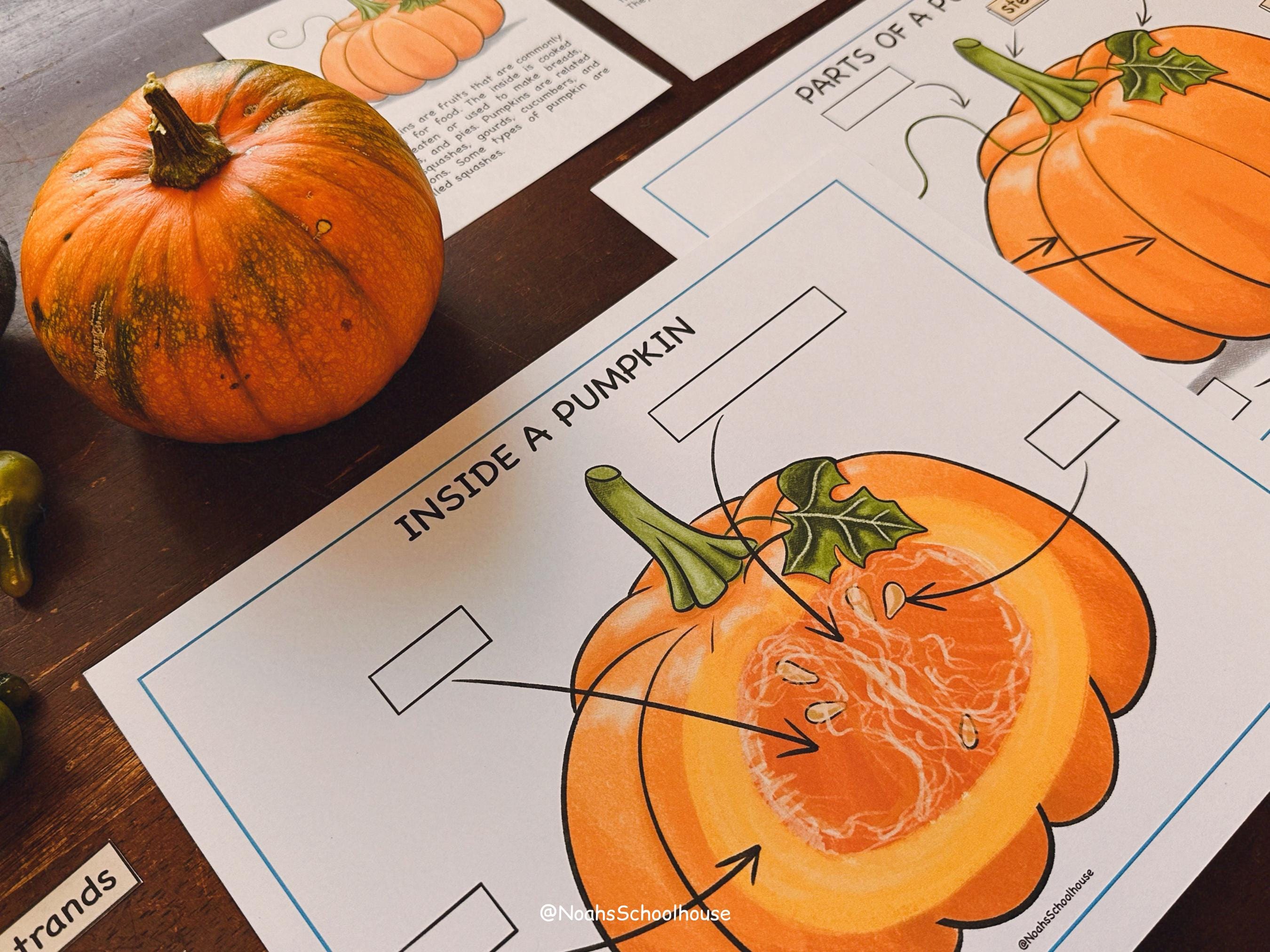 Printable Parts / Anatomy of a Pumpkin Unit Study Homeschool Fall Study ...