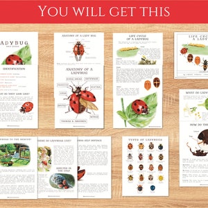 Printable Ladybug Unit Study | Homeschool - Etsy