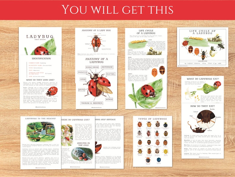 Printable Ladybug Unit Study | Homeschool - Etsy