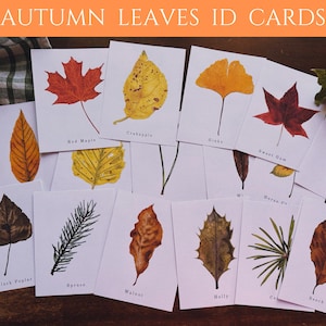 Printable Autumn Leaves Flashcards | Watercolor Leaves Flashcards ...