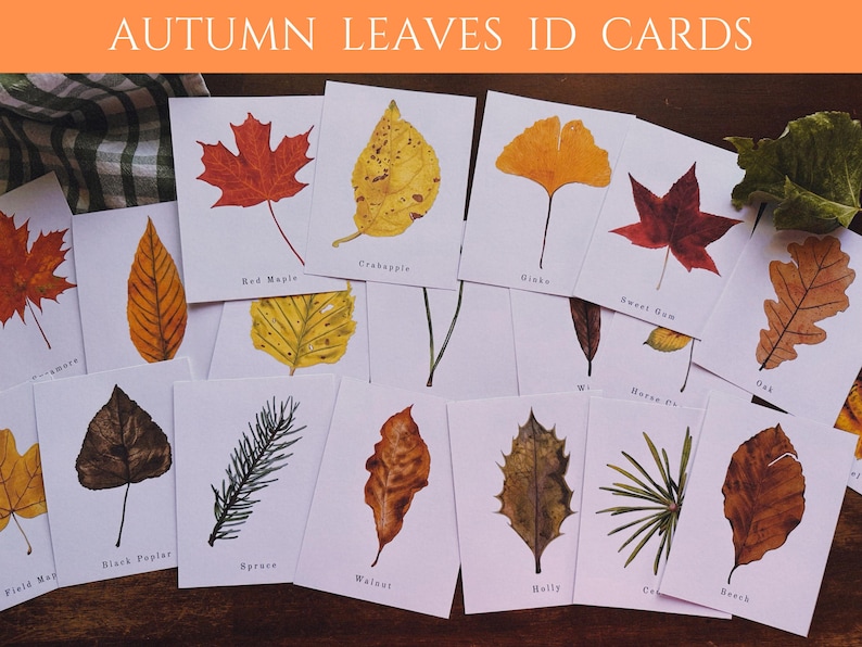 Printable Autumn Leaves Flashcards | Watercolor Leaves Flashcards ...