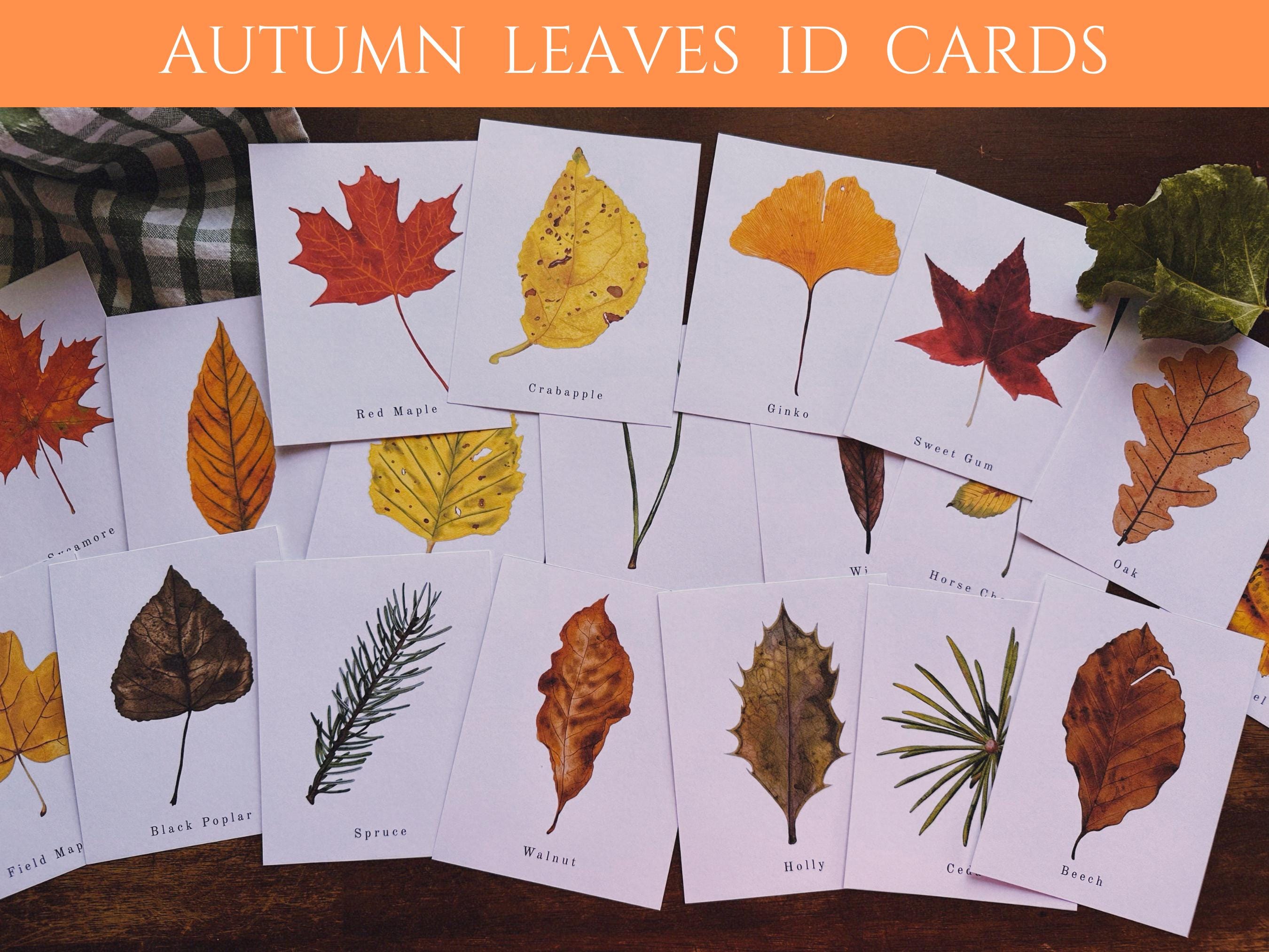 Printable Autumn Leaves Flashcards | Watercolor Leaves Flashcards ...