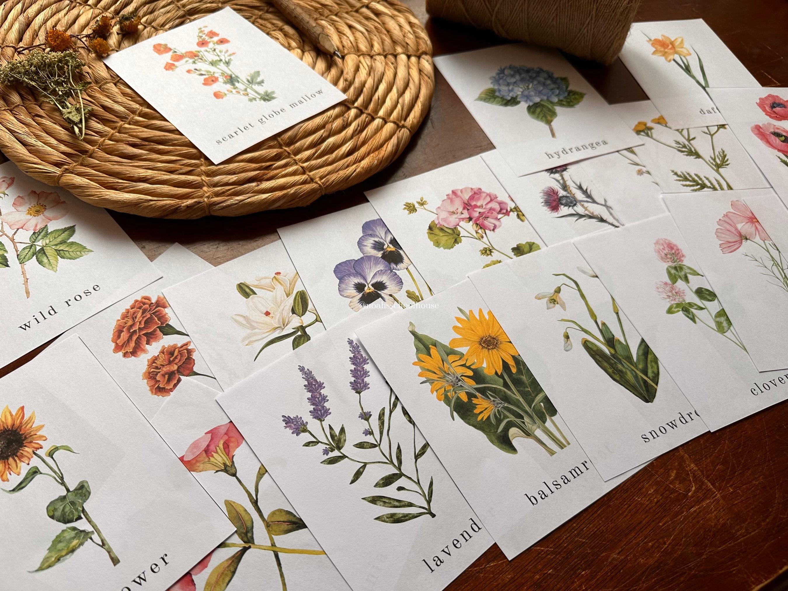 Printable Flower Identification Flashcards | Watercolor Flower ID Cards ...