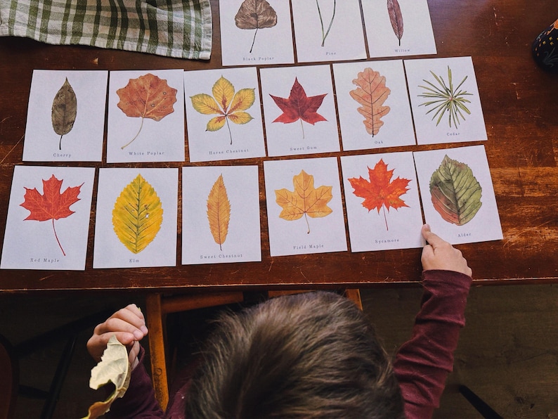 Printable Autumn Leaves Flashcards | Watercolor Leaves Flashcards ...