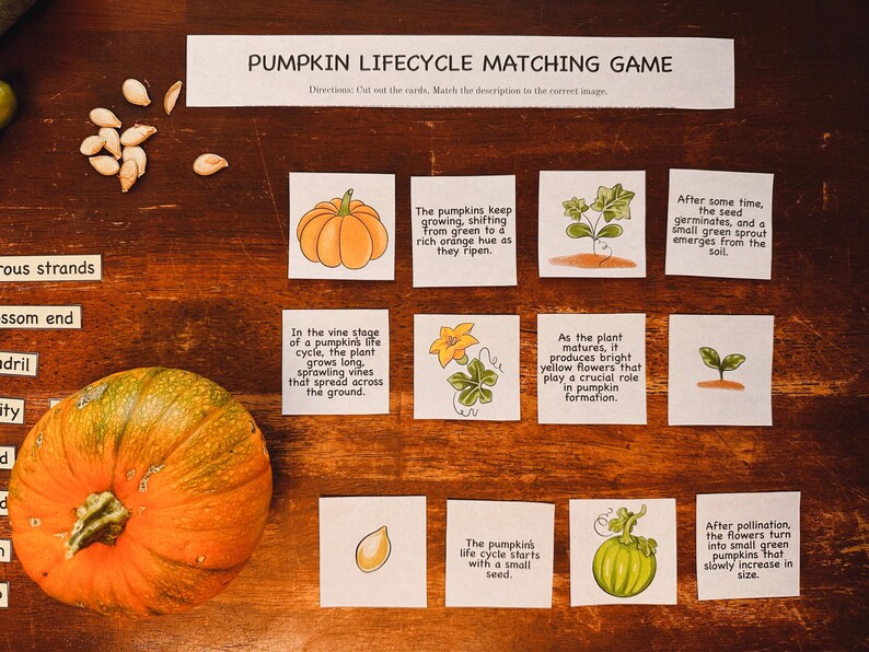 Printable Anatomy of a Pumpkin | Unit Study | Homeschool | Fall Study ...