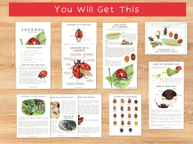 Printable Ladybug Unit Study Homeschool - Etsy