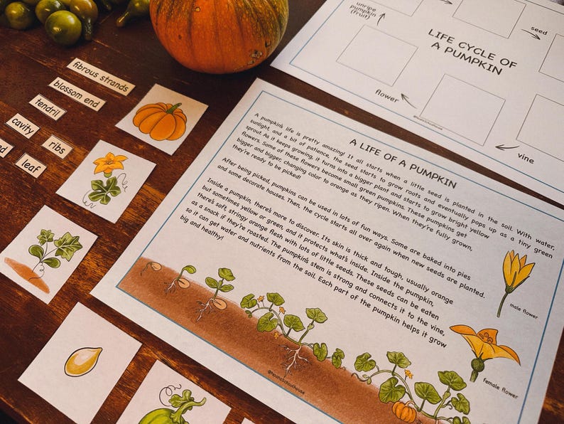 Printable Parts / Anatomy of a Pumpkin Unit Study Homeschool Fall Study ...