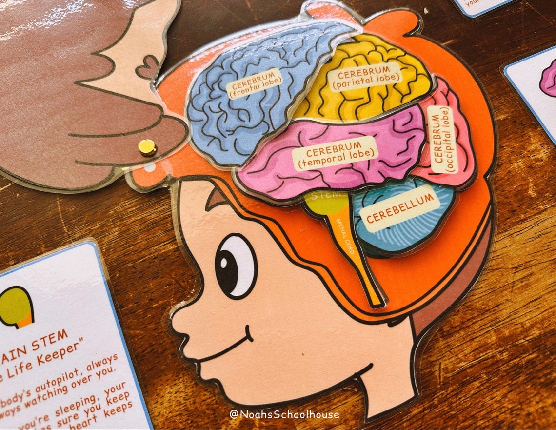 Brain Anatomy Printable: Kids Homeschool Learning Pack (PDF Download - Etsy