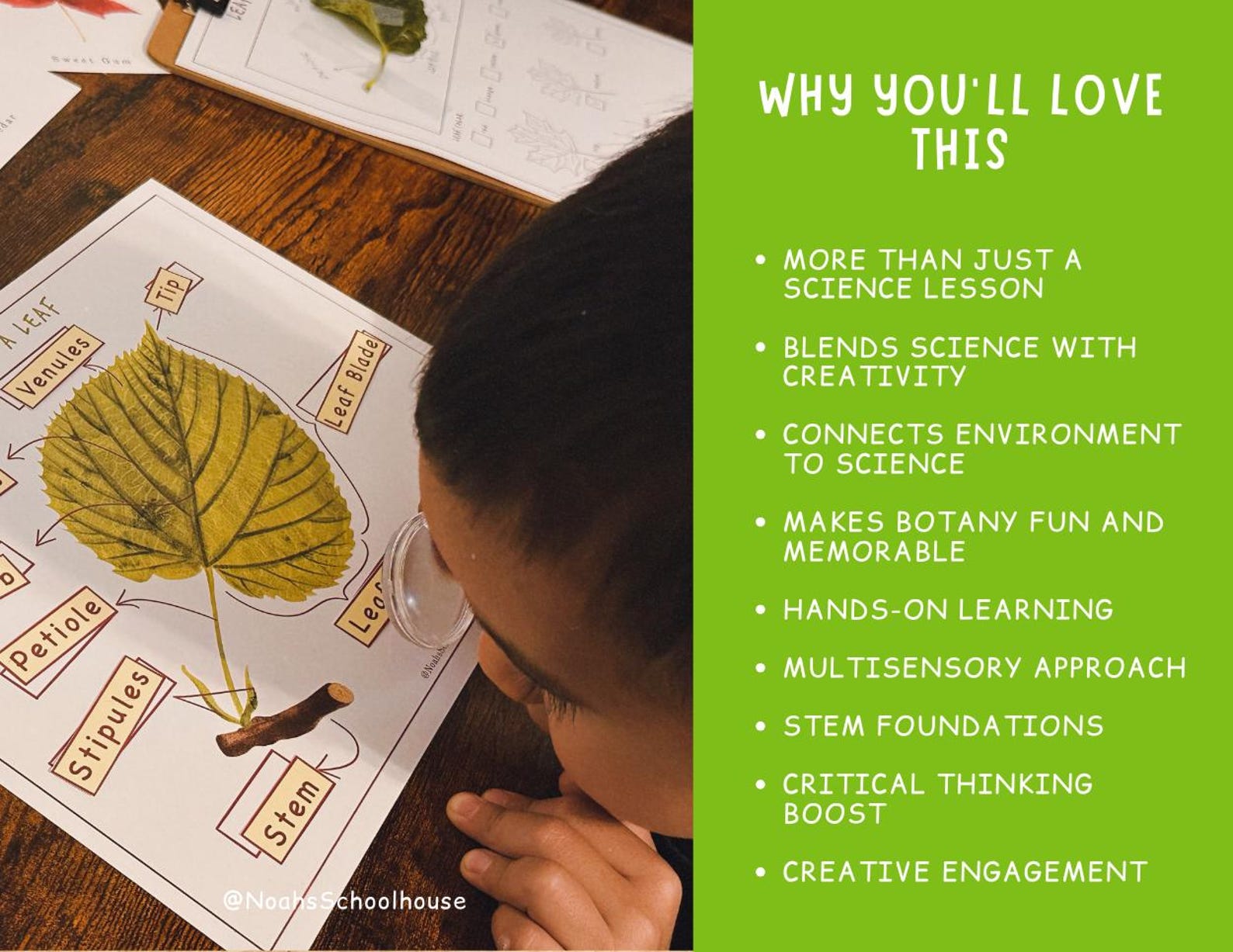 Printable Leaf Unit Study | Nature Study | Kids Botany | Homeschool - Etsy