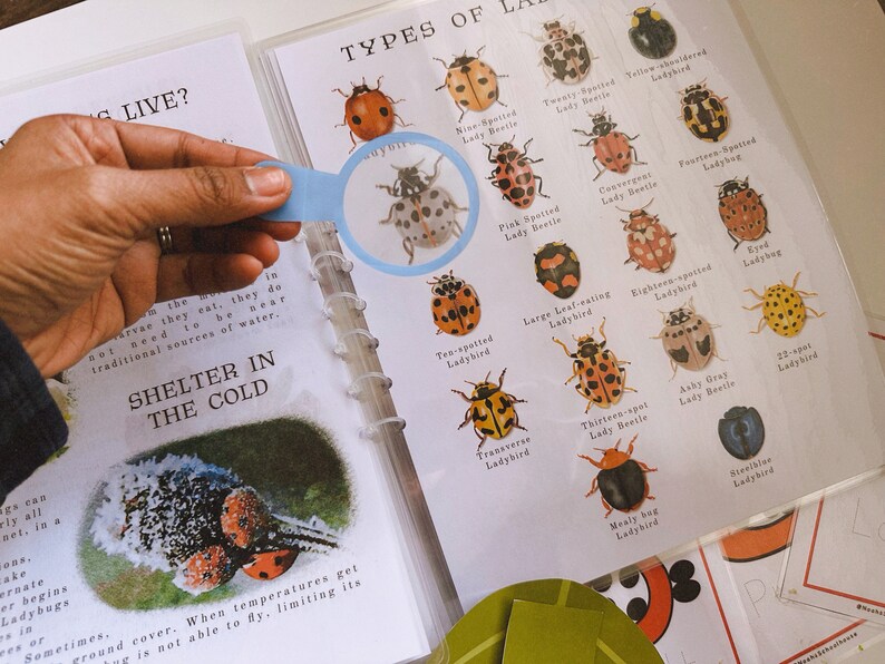 Printable Ladybug Unit Study | Homeschool - Etsy