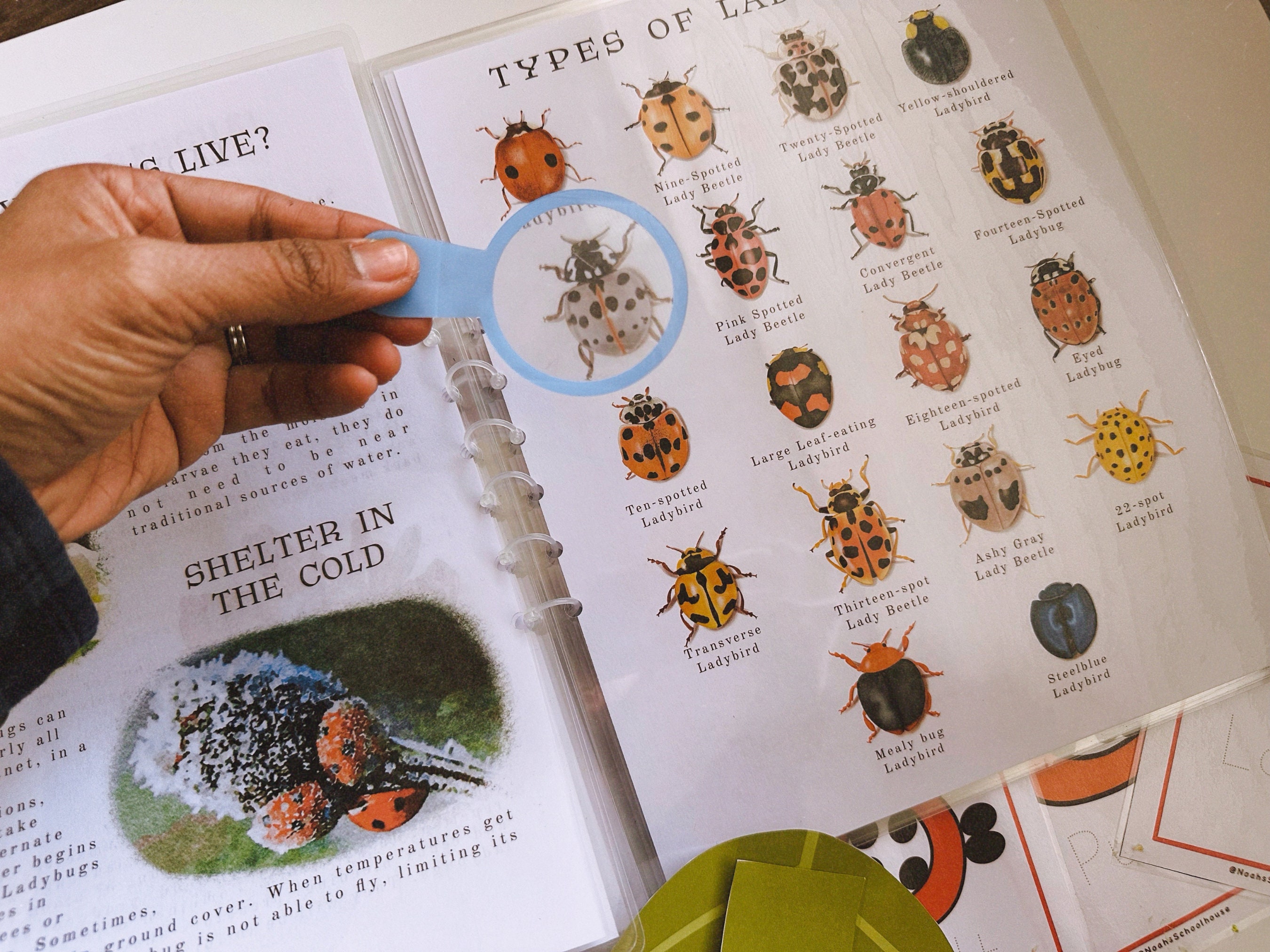Printable Ladybug Unit Study Homeschool - Etsy