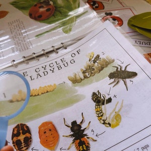 Printable Ladybug Unit Study | Homeschool - Etsy