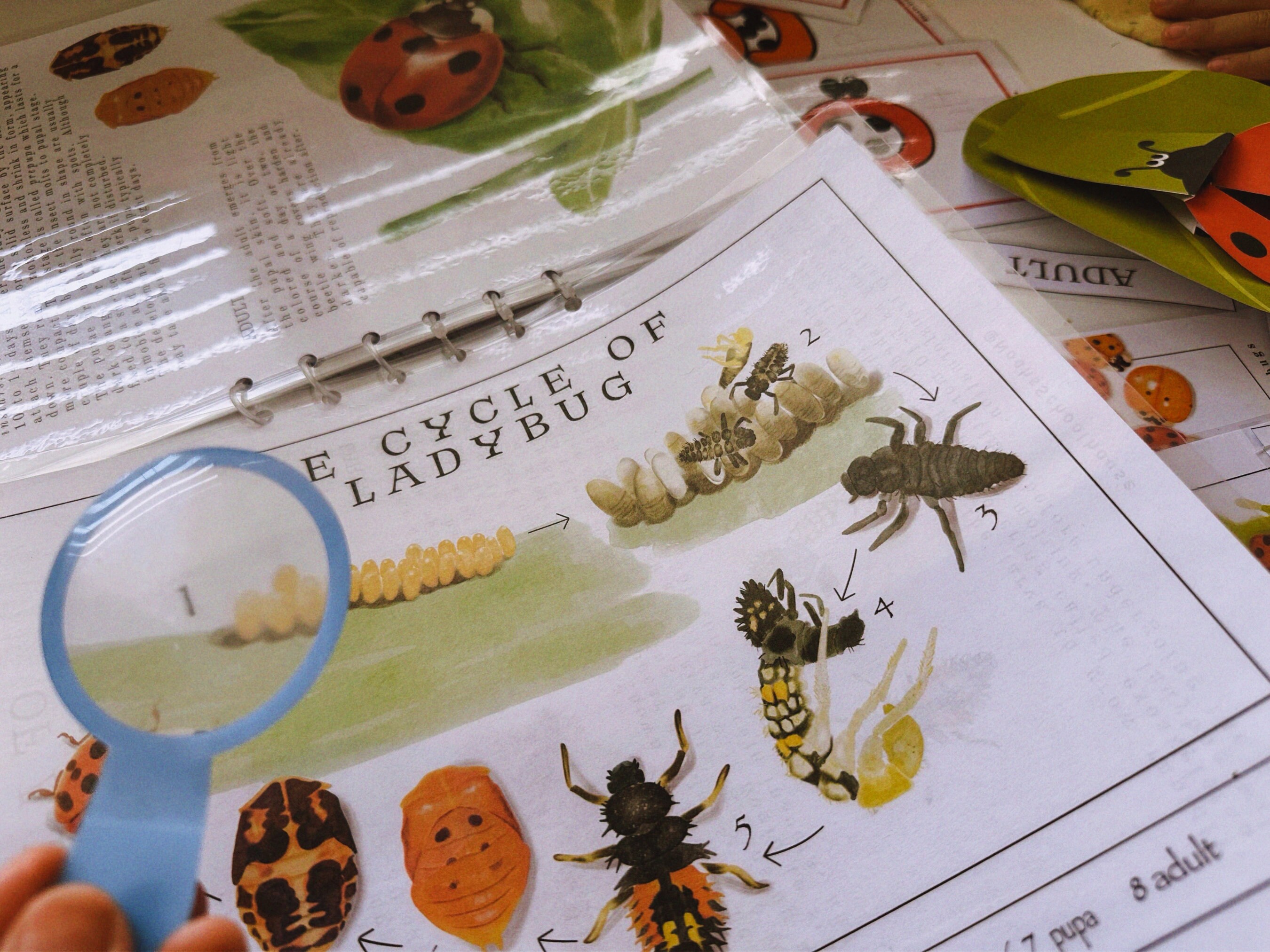Printable Ladybug Unit Study Homeschool - Etsy