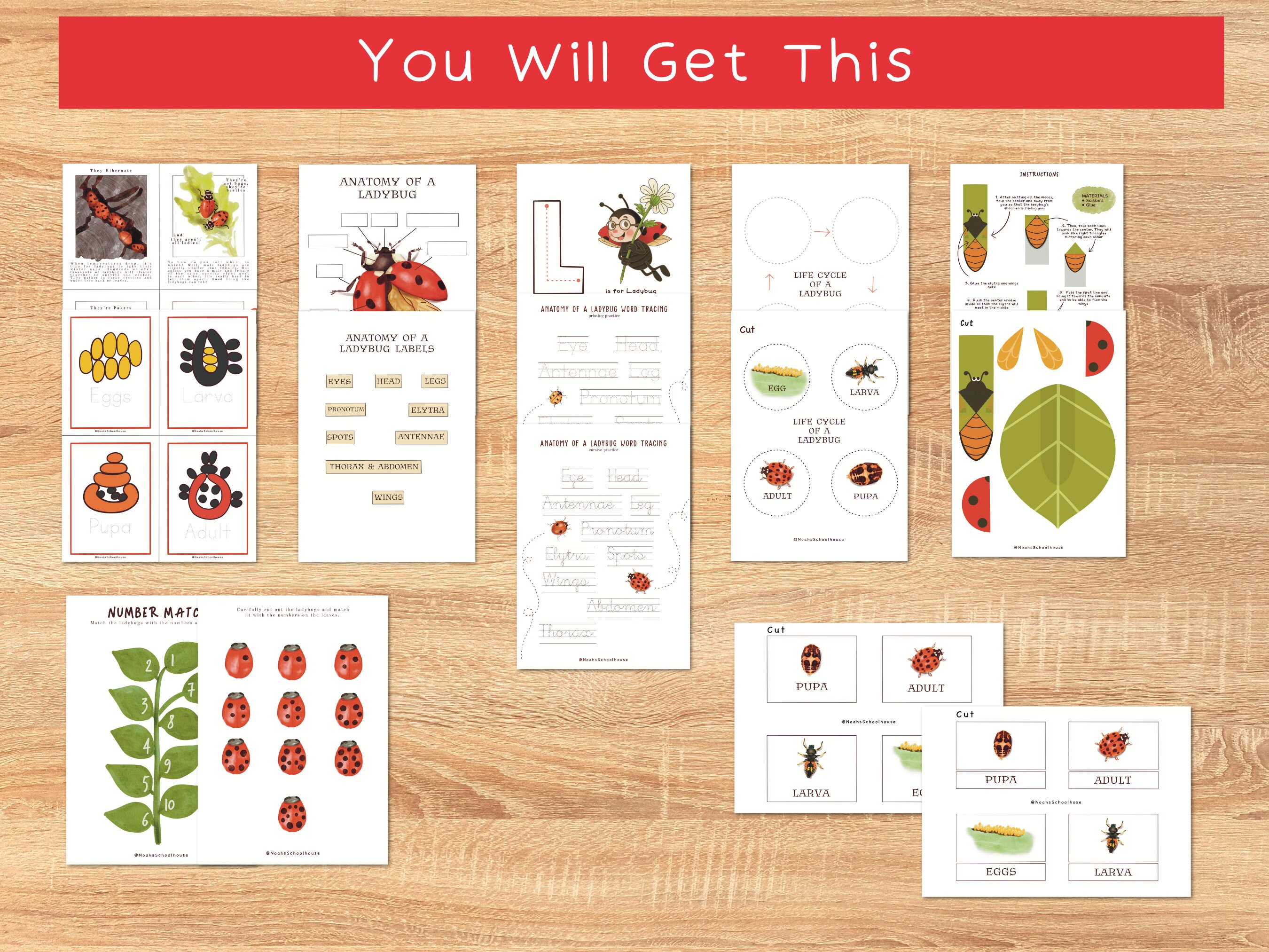 Printable Ladybug Unit Study Homeschool - Etsy