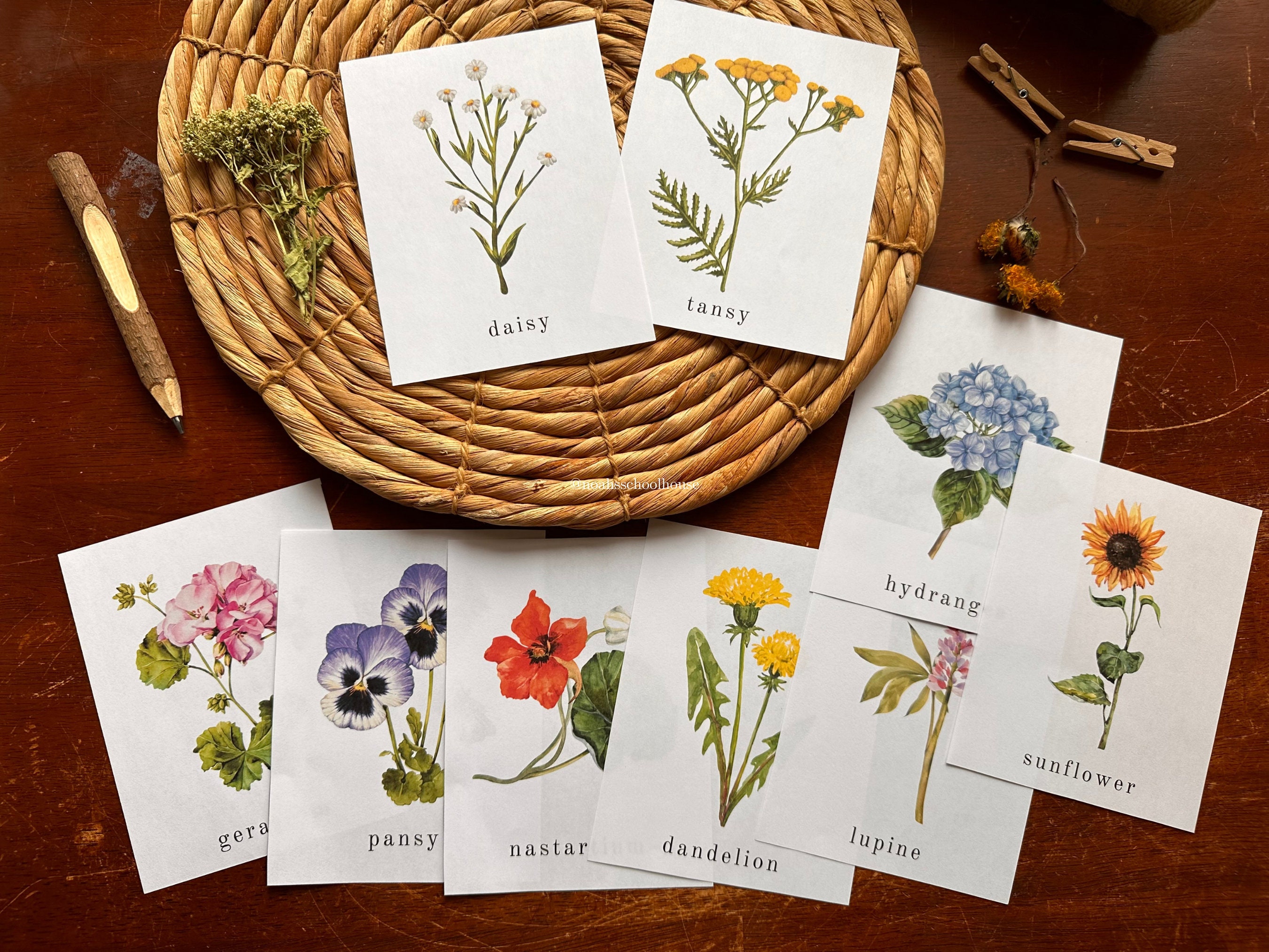 Printable Flower Identification Flashcards | Watercolor Flower ID Cards ...