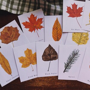 Printable Autumn Leaves Flashcards | Watercolor Leaves Flashcards ...