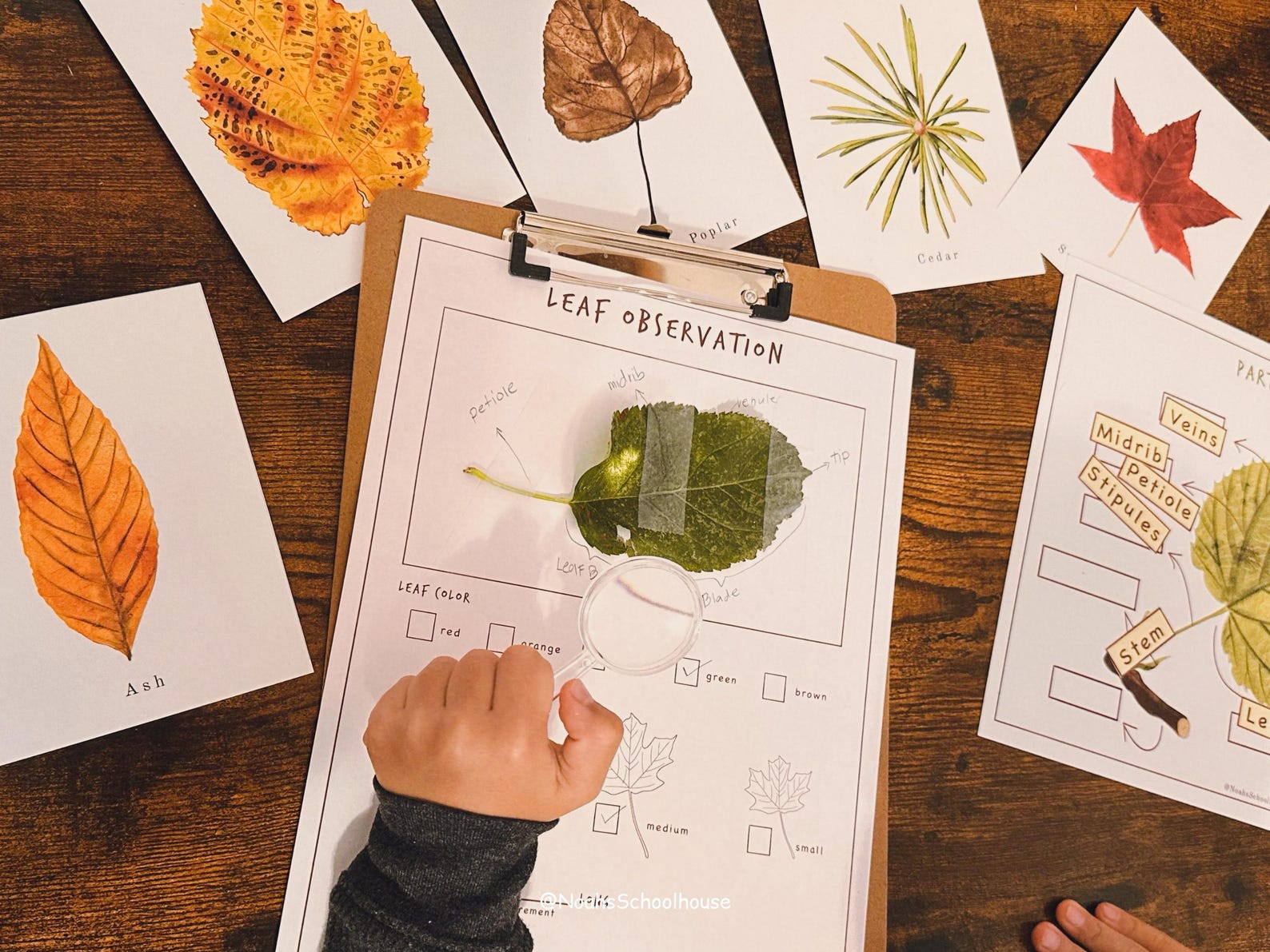 Printable Leaf Unit Study | Nature Study | Kids Botany | Homeschool - Etsy