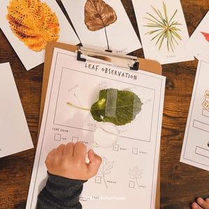 Printable Leaf Unit Study | Nature Study | Kids Botany | Homeschool - Etsy