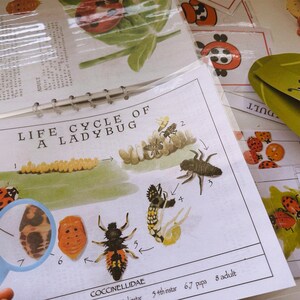 Printable Ladybug Unit Study | Homeschool - Etsy