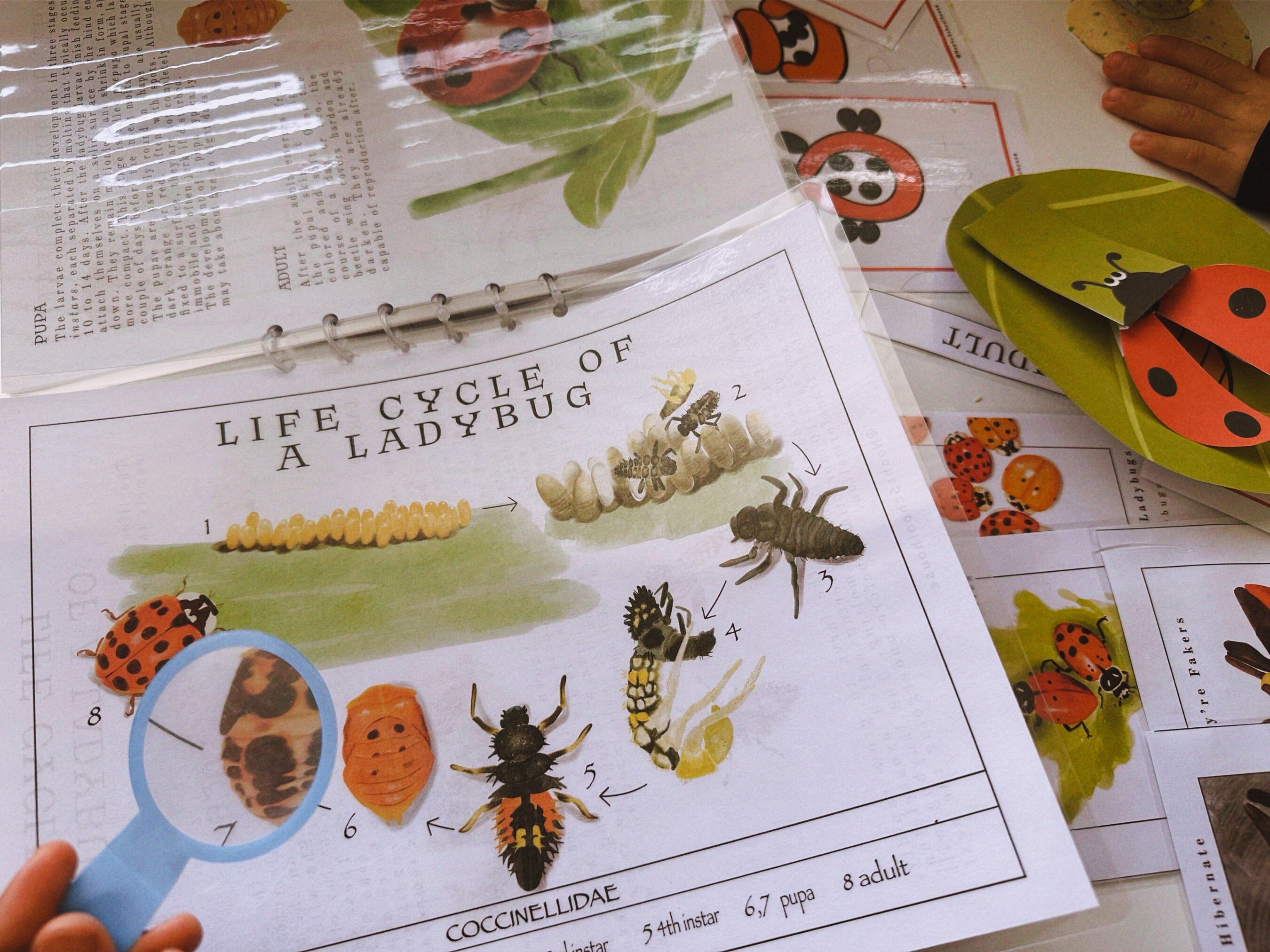 Printable Ladybug Unit Study Homeschool - Etsy