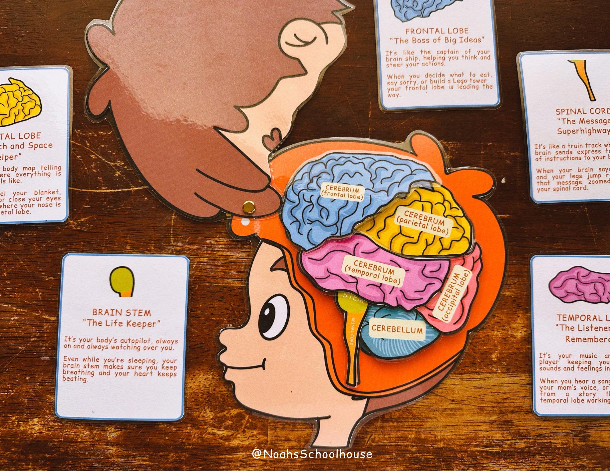 Brain Anatomy Printable: Kids Homeschool Learning Pack (PDF Download - Etsy