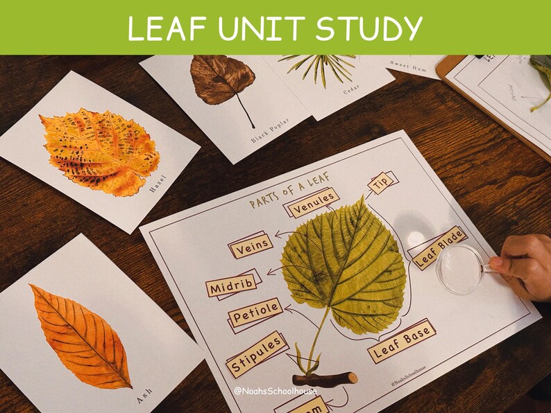 Printable Leaf Unit Study Nature Study Kids Botany Homeschool - Etsy