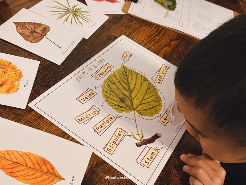 Printable Leaf Unit Study Nature Study Kids Botany Homeschool - Etsy