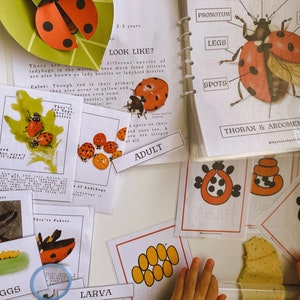 Printable Ladybug Unit Study | Homeschool - Etsy