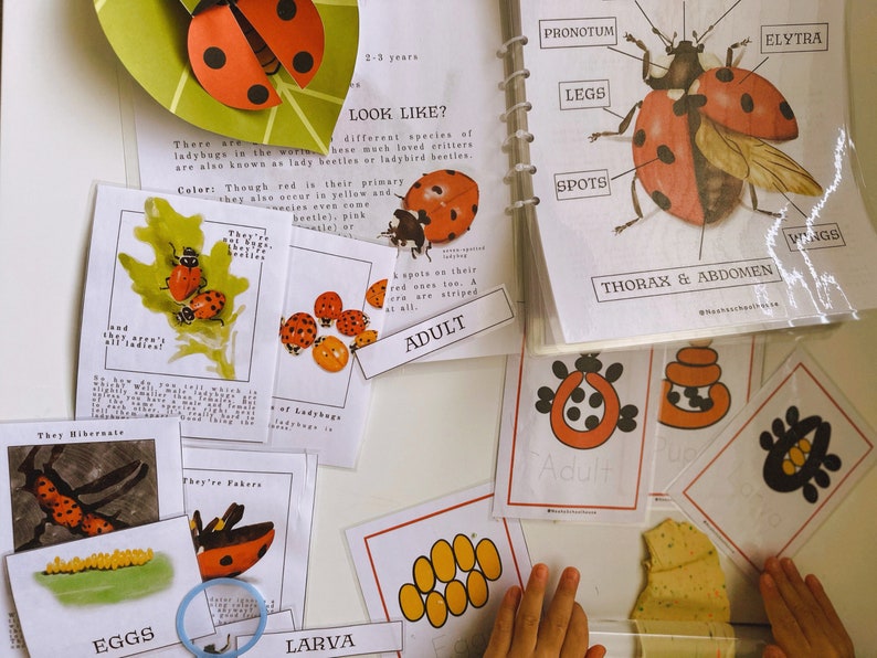 Printable Ladybug Unit Study | Homeschool - Etsy