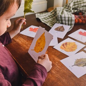Printable Autumn Leaves Flashcards | Watercolor Leaves Flashcards ...