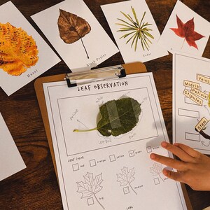 Printable Leaf Unit Study | Nature Study | Kids Botany | Homeschool - Etsy