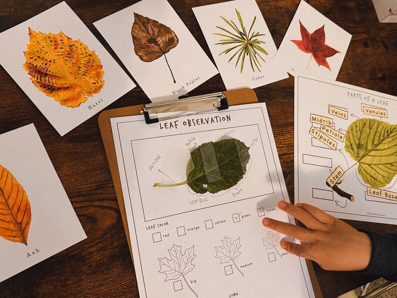 Printable Leaf Unit Study | Nature Study | Kids Botany | Homeschool - Etsy